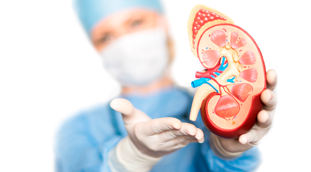 8 mitos e verdades sobre pedra nos rins - Dr. Leonardo Ortigara